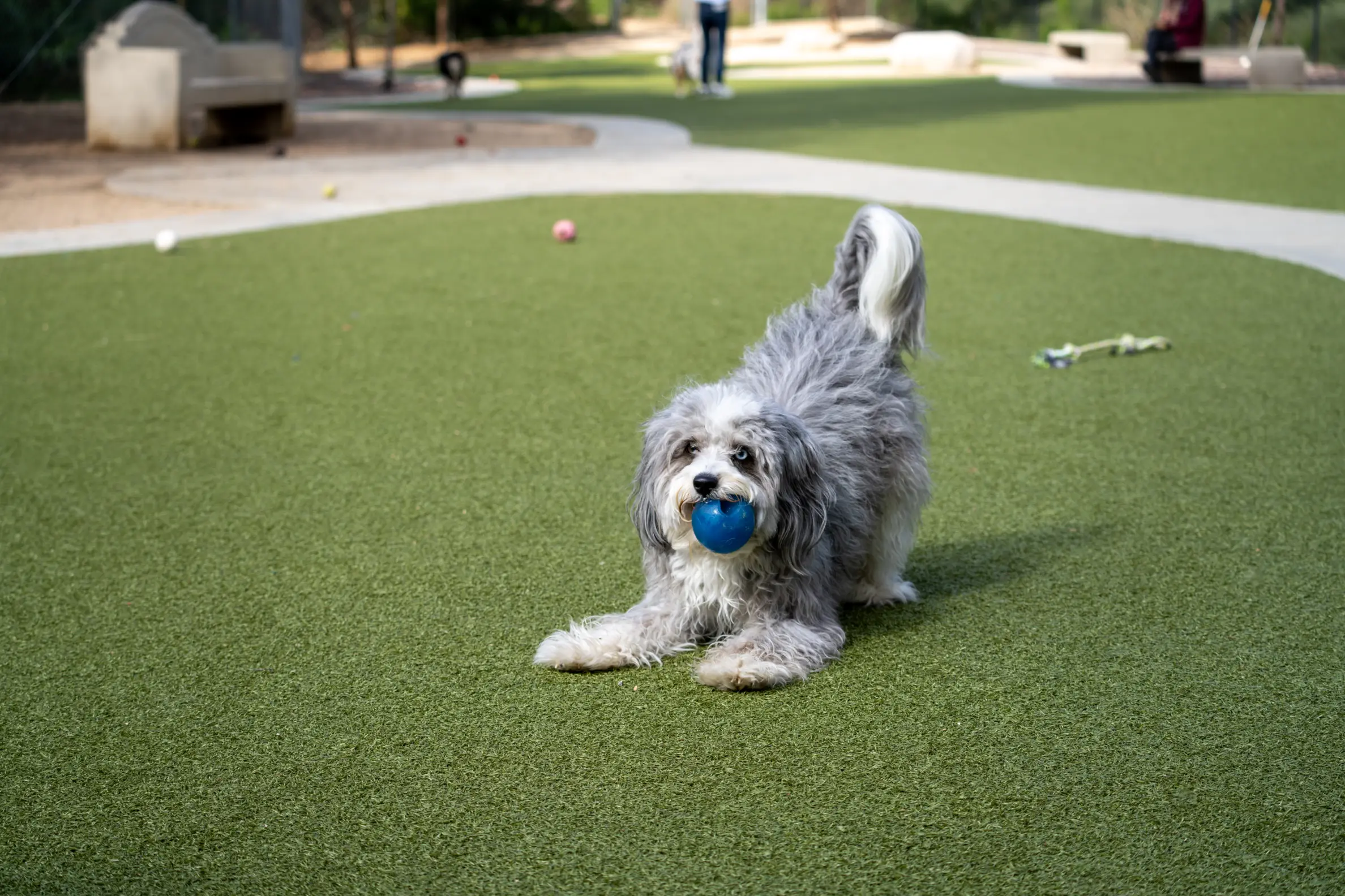 Artificial Turf For Dogs » ForeverLawn® Northern Washington